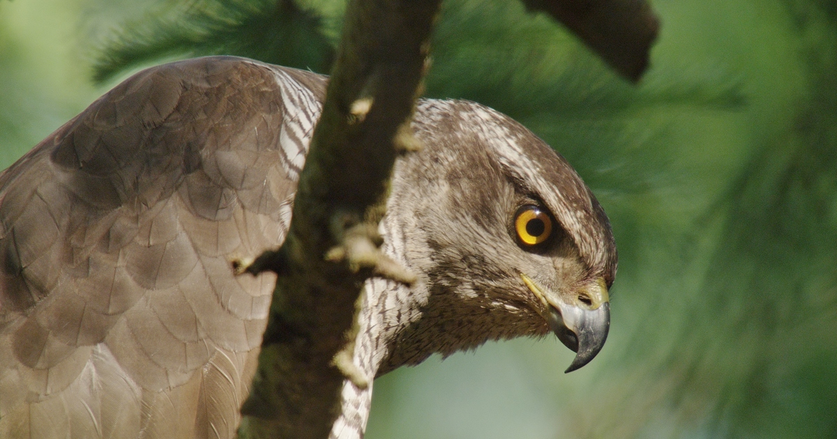 Spending lockdown alone in the New Forest canopy - Stories- Adventure ...