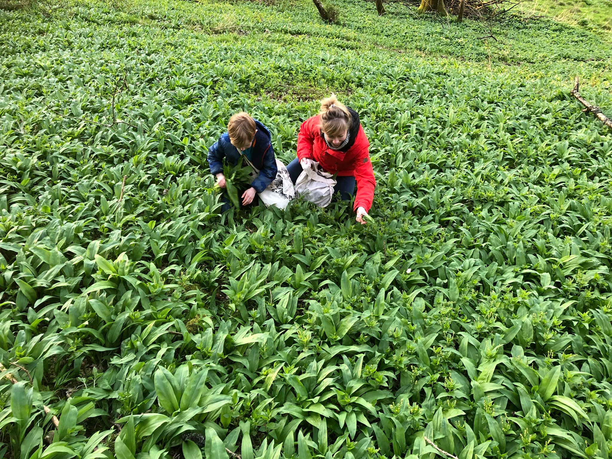 The remarkable possibilities of urban foraging - Stories - Adventure ...